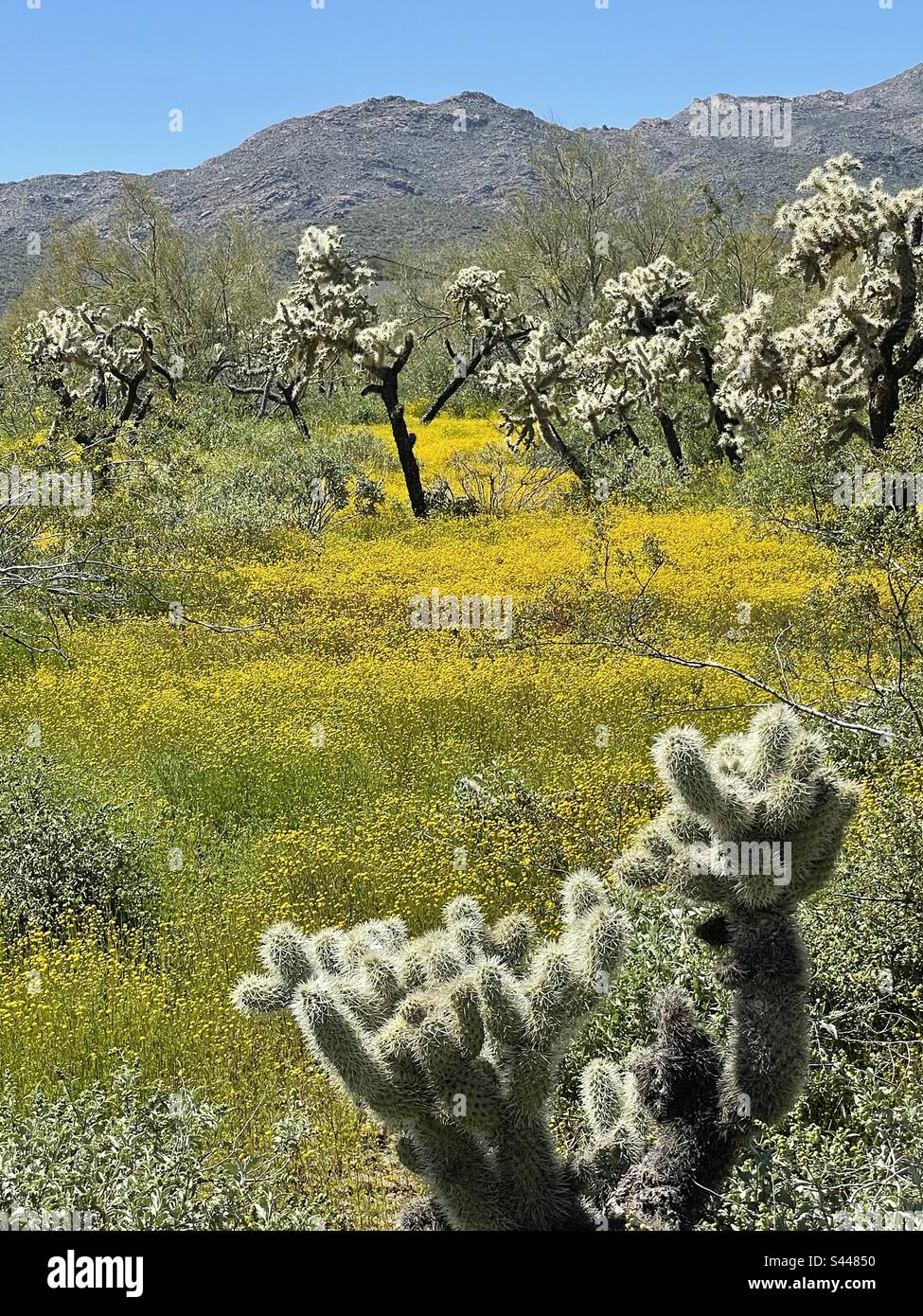 High Desert Park, Black Canyon, Rock Springs, jumping cholla, cacti ...