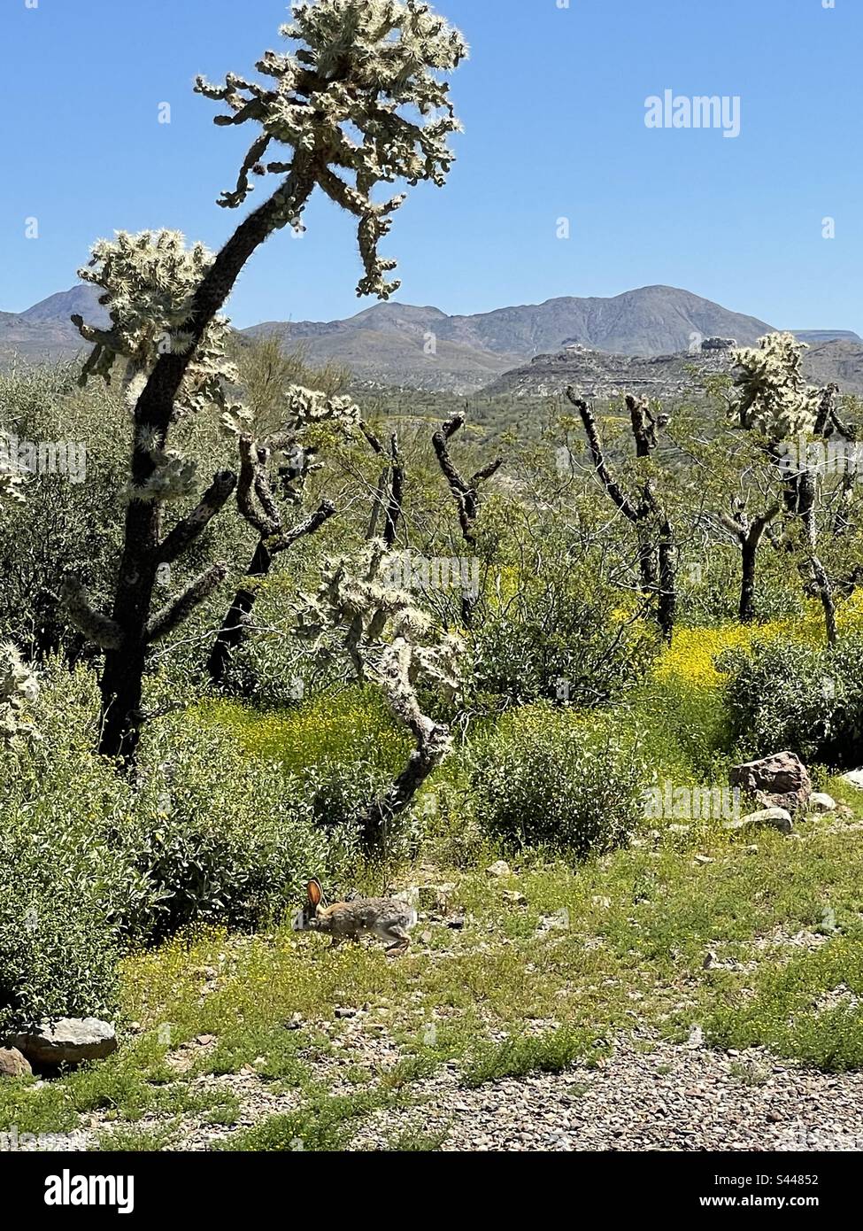 Dashing bunny, Desert Park, Black Canyon, Rock Springs, cholla, cacti ...