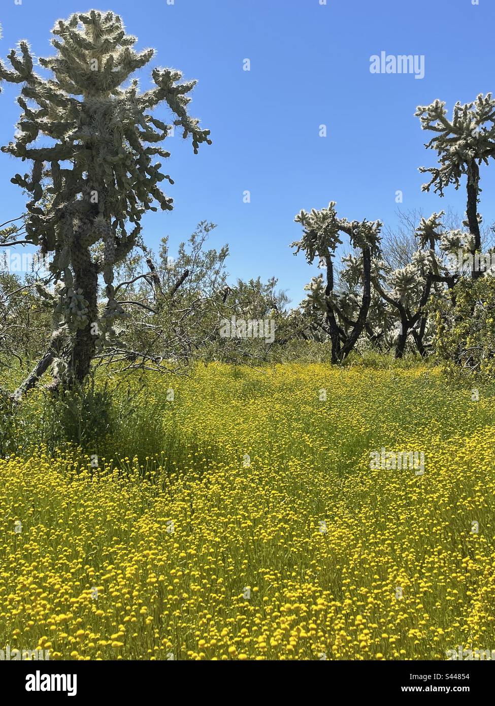 Desert Park, Black Canyon, Rock Springs, cholla, cacti, bright yellow ...