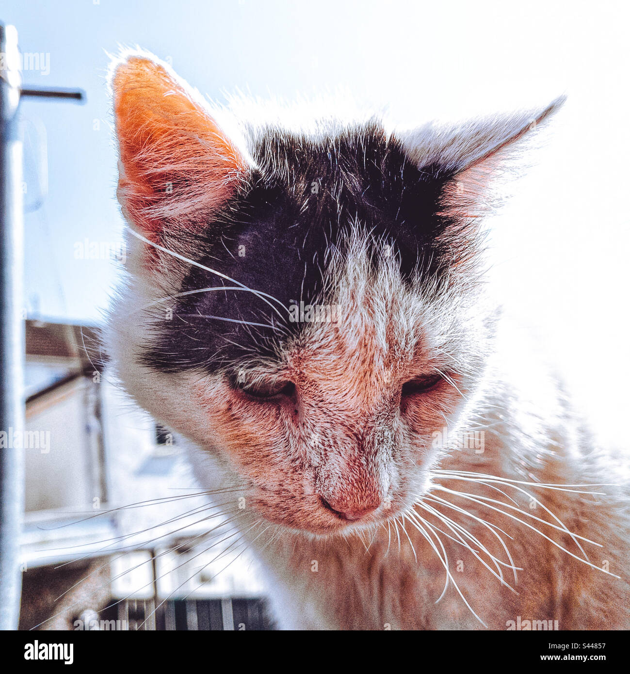 Back of cat head hi-res stock photography and images - Alamy