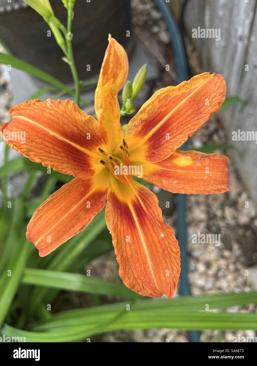 Orange tiger hi-res stock photography and images - Alamy