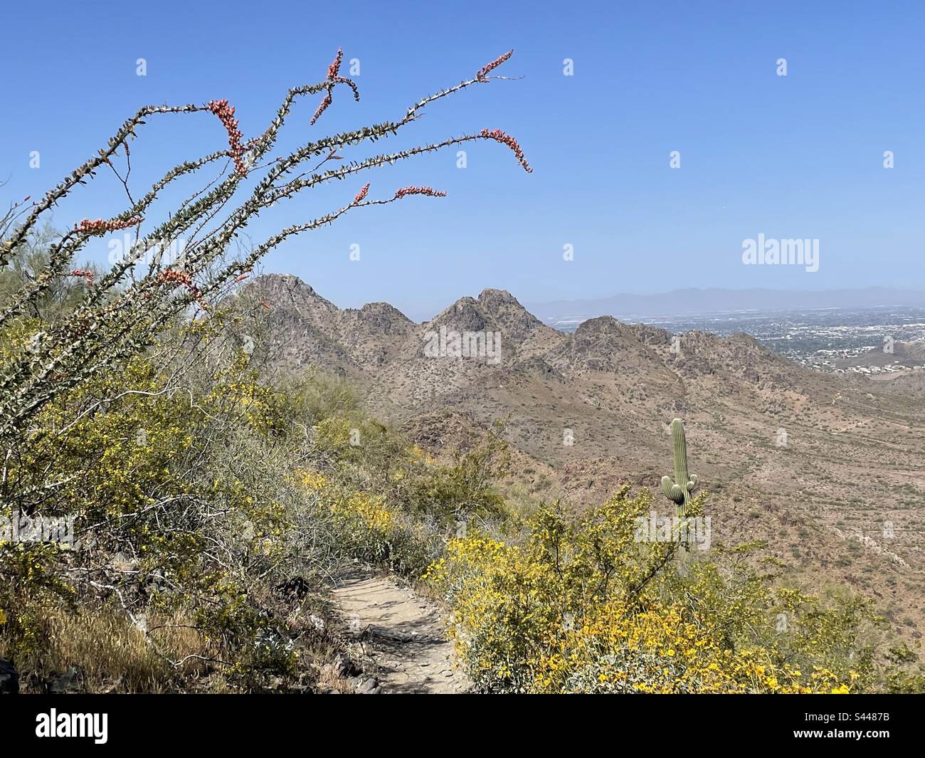 Ocotillo with red blossoms, creosote bush in bloom with yellow flowers ...