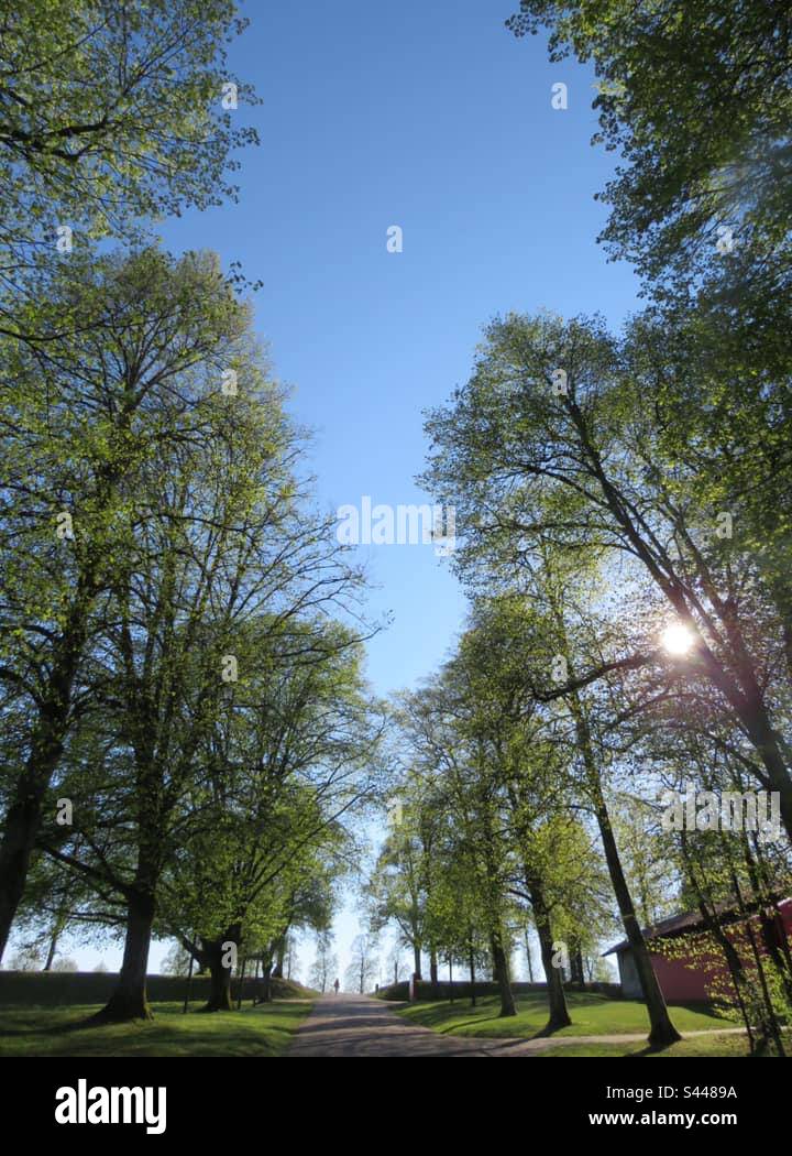 Avenue of trees switzerland hi-res stock photography and images - Alamy