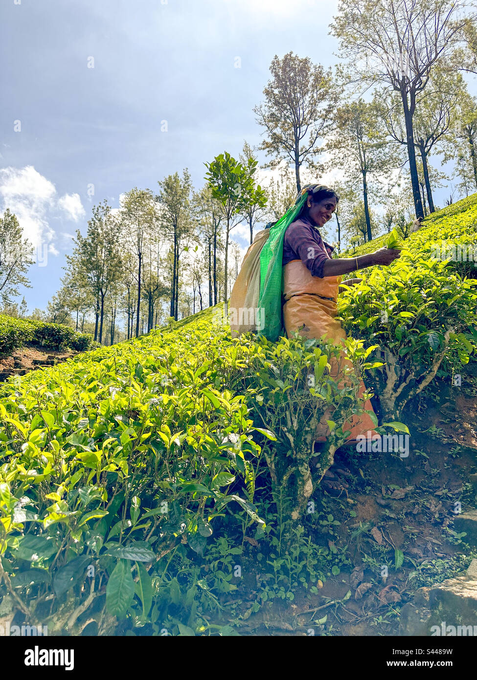 Tea plantations hi-res stock photography and images - Alamy
