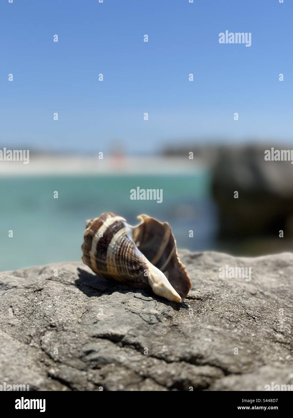 Whelk shell at the beach Stock Photo - Alamy