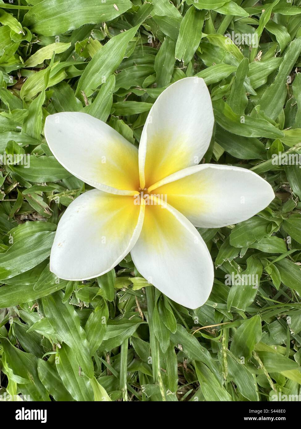 Tiare flower hi-res stock photography and images - Alamy