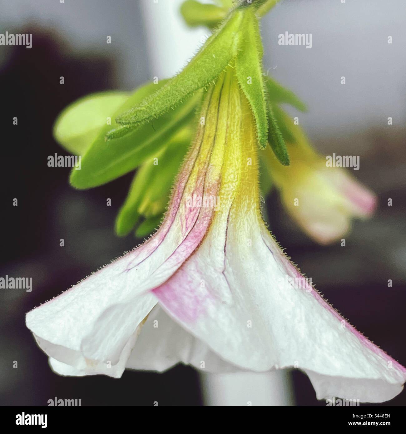 Twirling flower hi-res stock photography and images - Alamy
