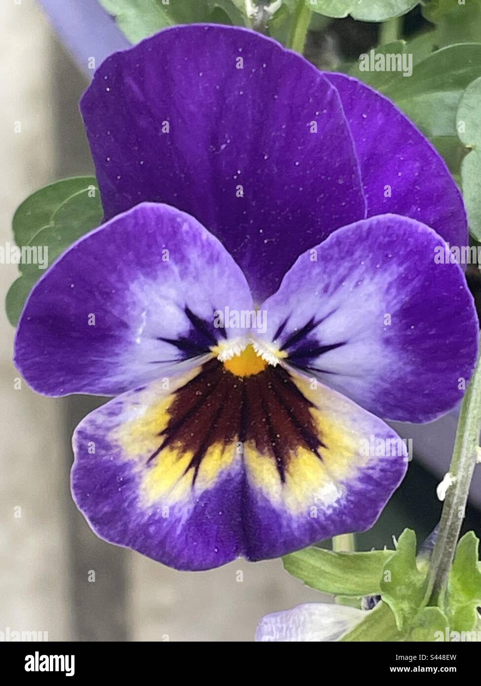 Perfect purple hi-res stock photography and images - Alamy