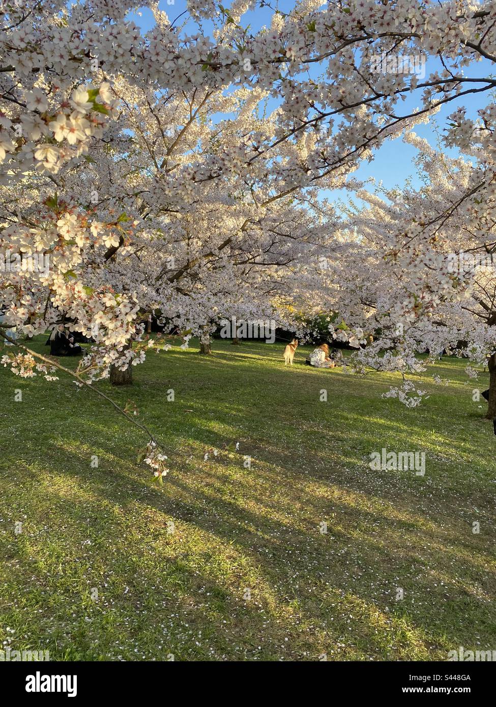 Sakura park hi-res stock photography and images - Alamy