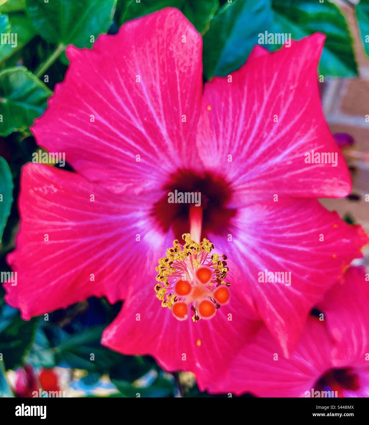 Long pink petals hi-res stock photography and images - Alamy