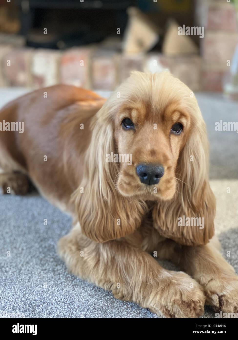 Golden spaniel hi-res stock photography and images - Alamy