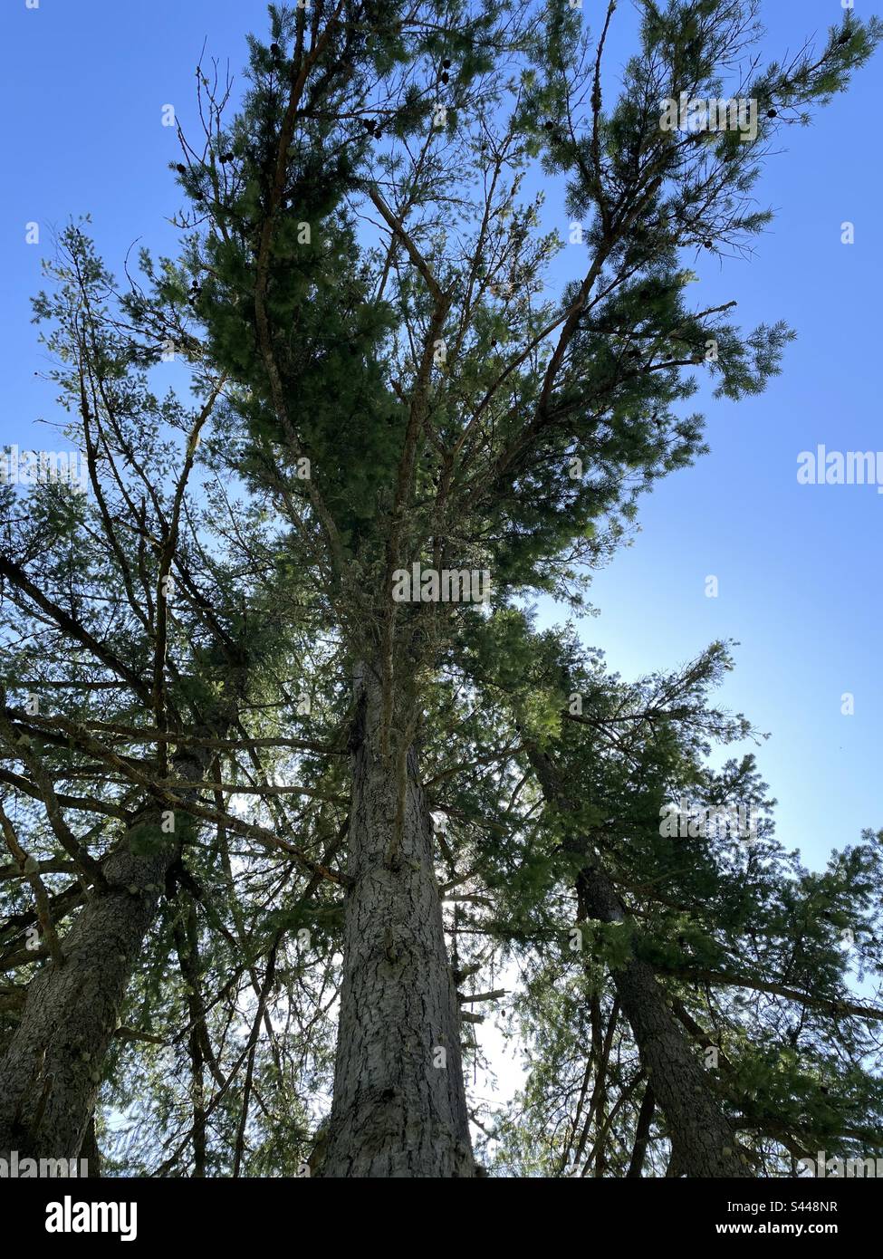 Three Evergreen trees meet near the top and form a circle. Nature Stock ...