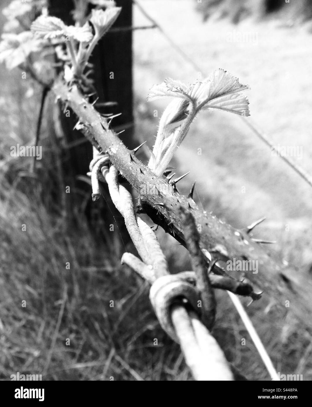 Original or copy hi-res stock photography and images - Alamy