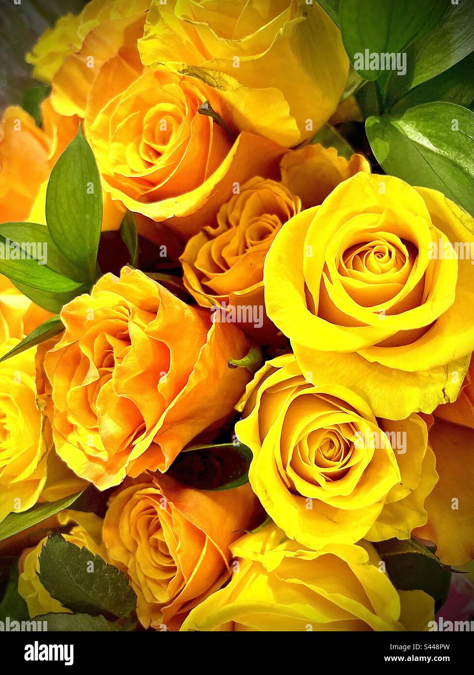 Sympathy roses hi-res stock photography and images - Alamy