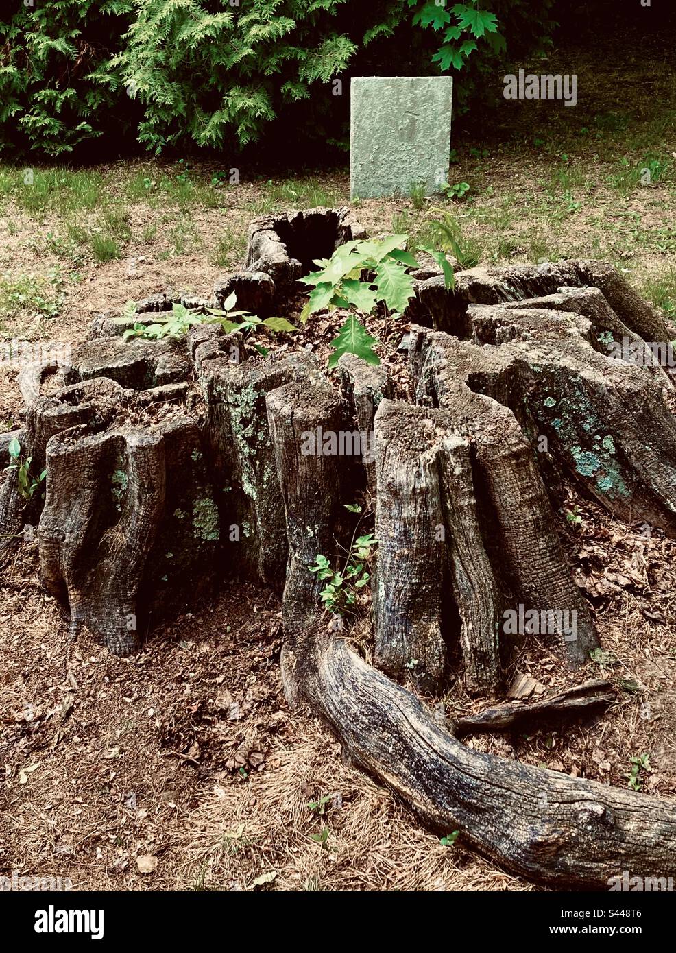 Green grave hi-res stock photography and images - Alamy
