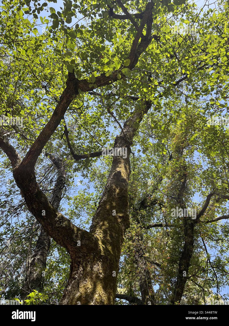 Walnut tree leaves hi-res stock photography and images - Alamy