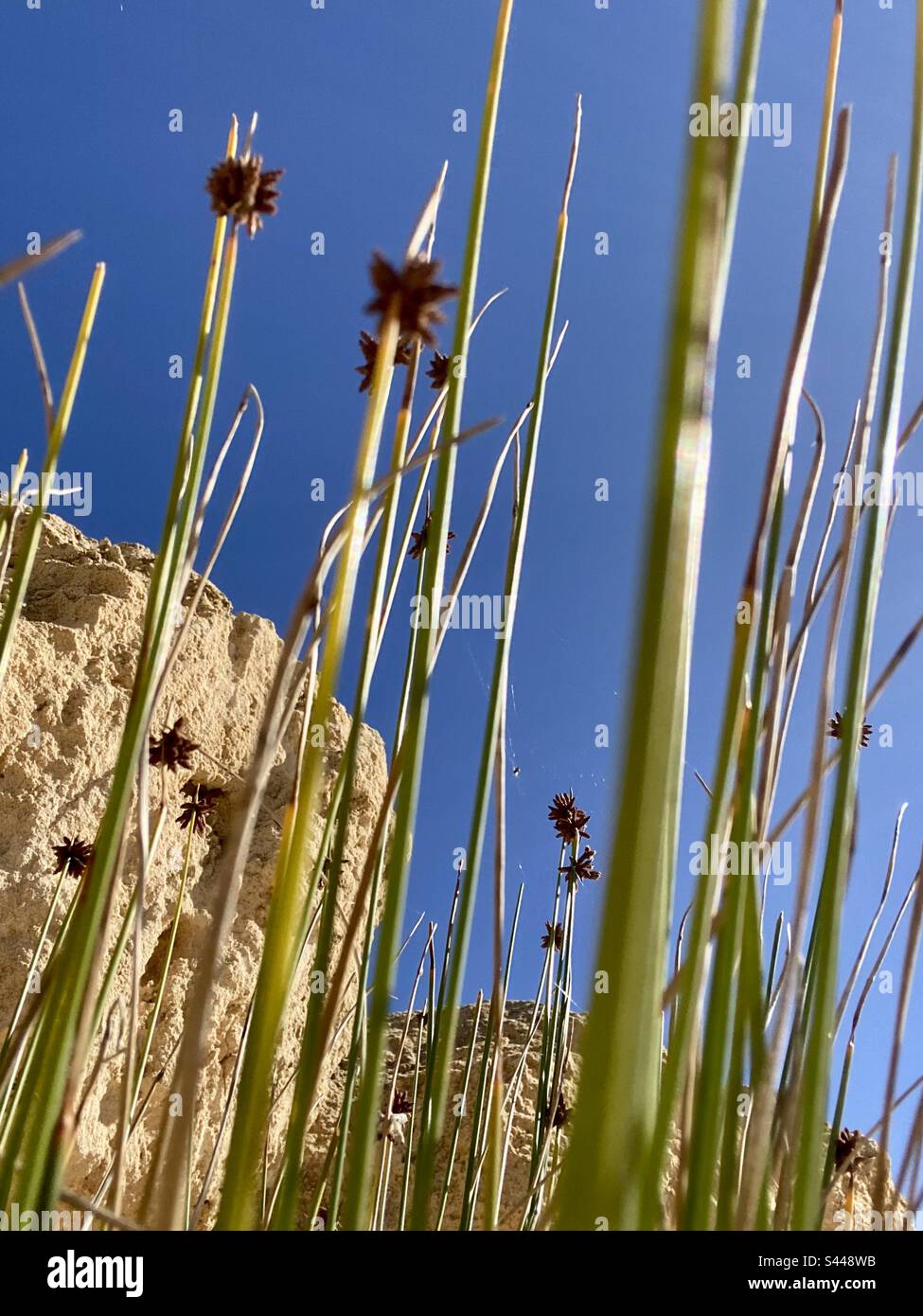 Australian native grass hi-res stock photography and images - Alamy