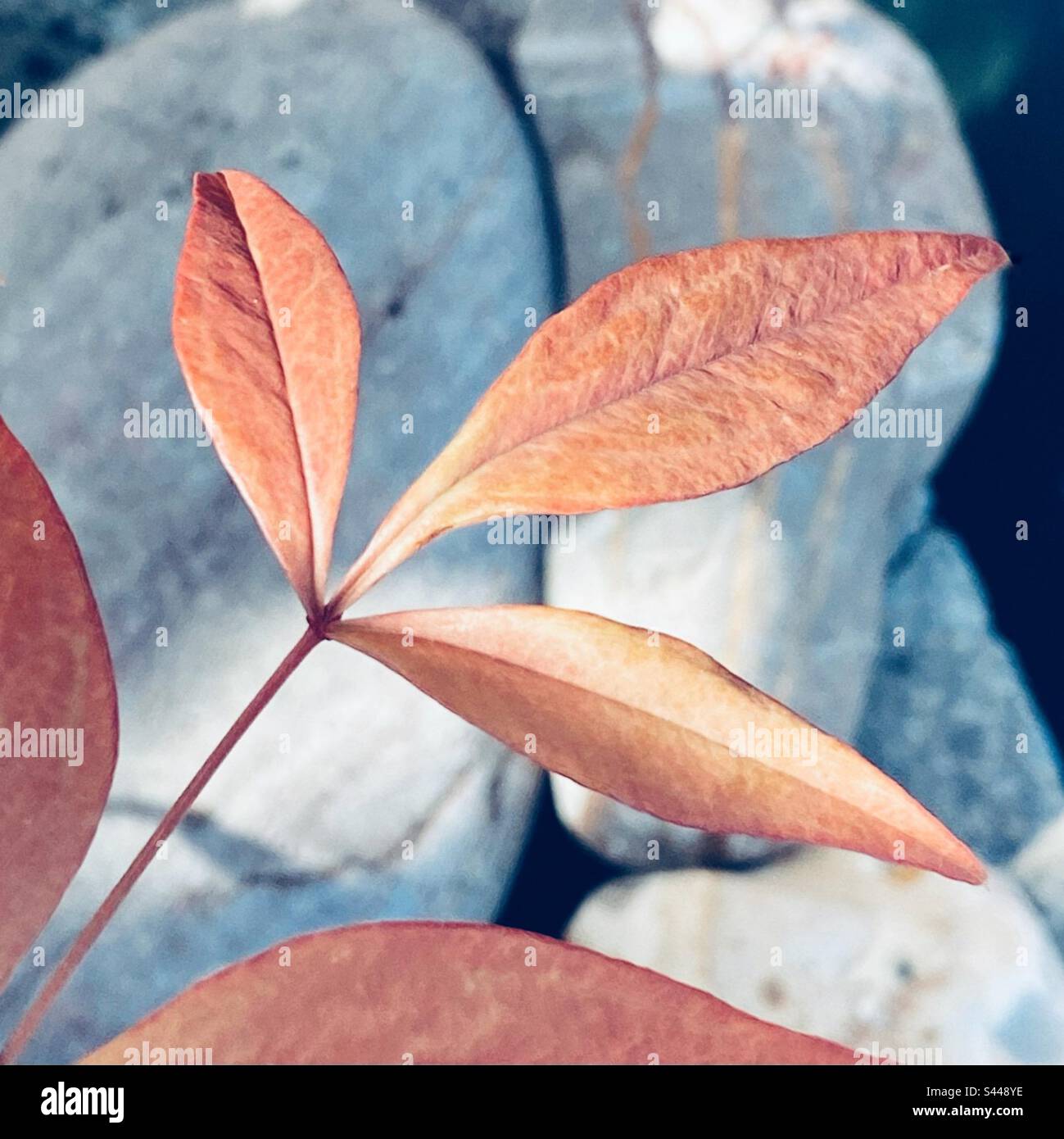 Catch with leaves hi-res stock photography and images - Alamy