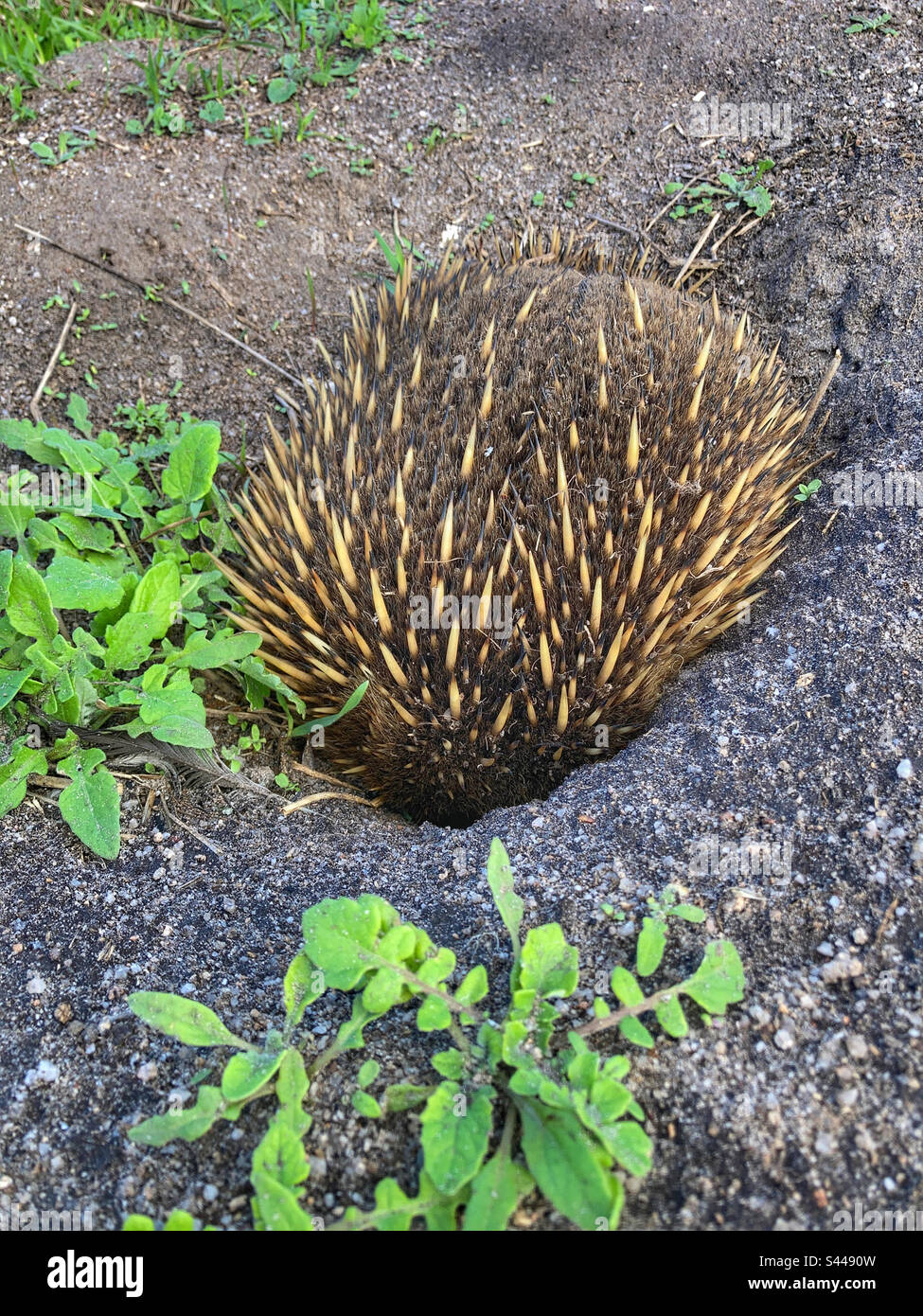 Short nosed Echidna Tachyglossus Victoria Australia Stock Photo - Alamy
