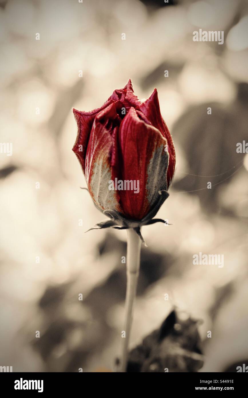 Lonely flower hi-res stock photography and images - Alamy