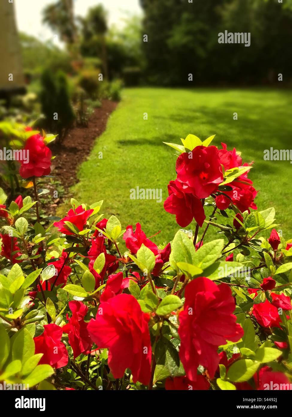 Azalea is a smaller Rhododendron which fully blooms in May . This one ...