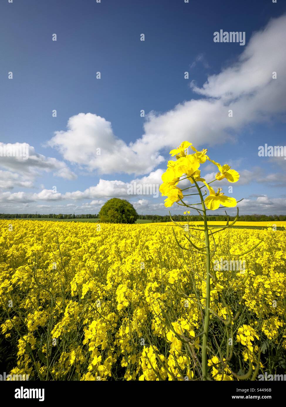 Field of yellow Stock Photo - Alamy