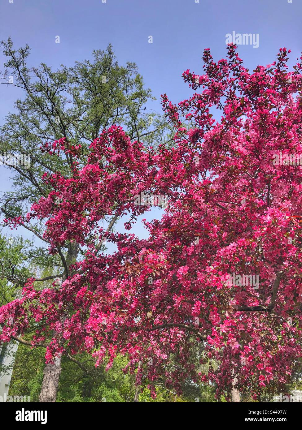 Blossoming contrast hi-res stock photography and images - Alamy