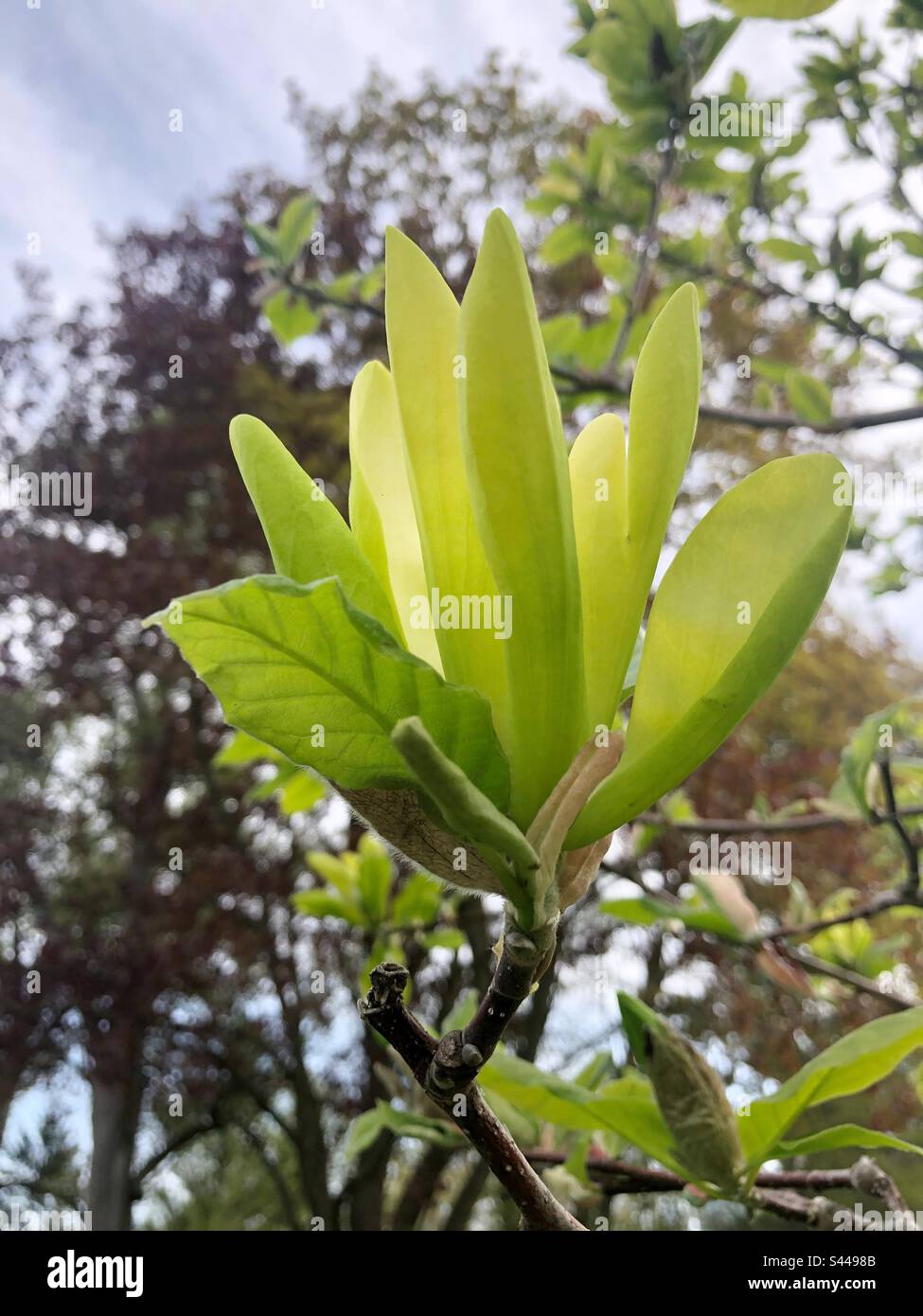Close up of a budding tree bloom Stock Photo - Alamy