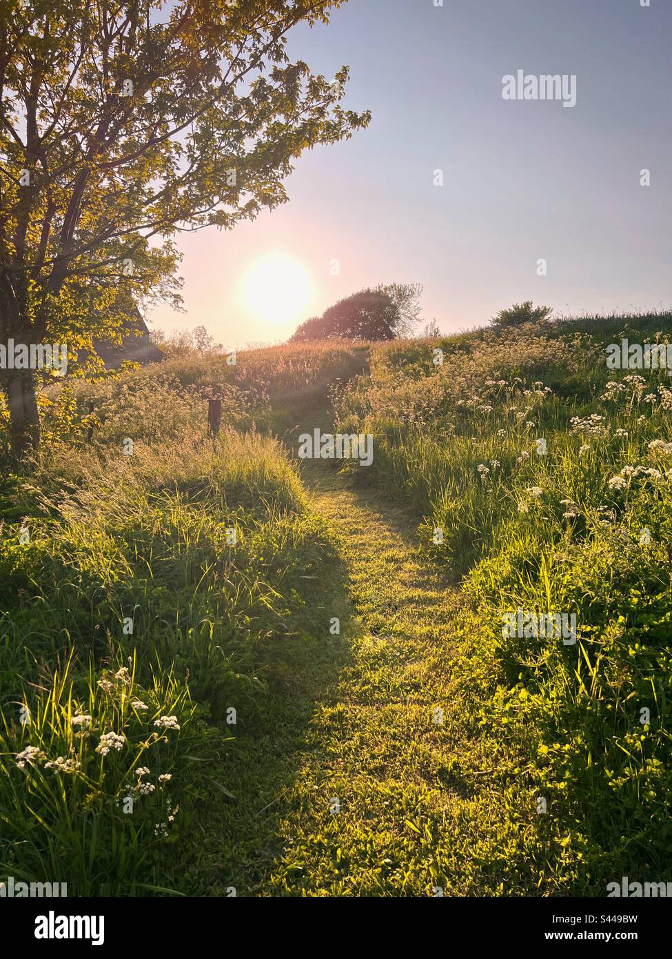 Path cut into the long grass in an English meadow in early summer Stock ...