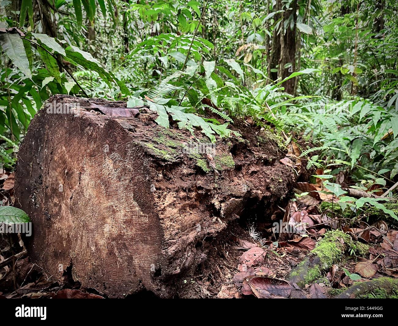 Rainforest tree cut hi-res stock photography and images - Alamy