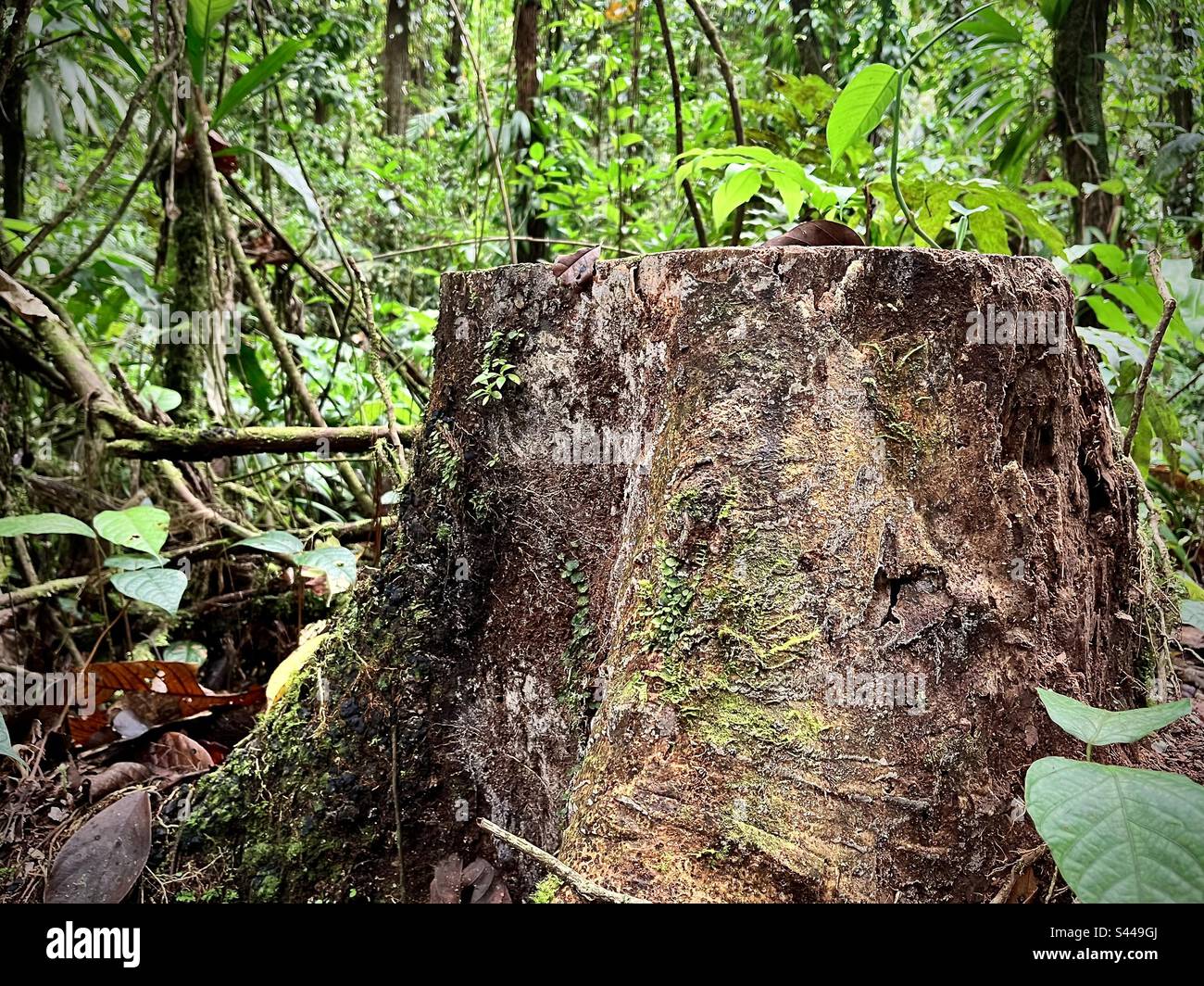Rainforest tree cut hi-res stock photography and images - Alamy