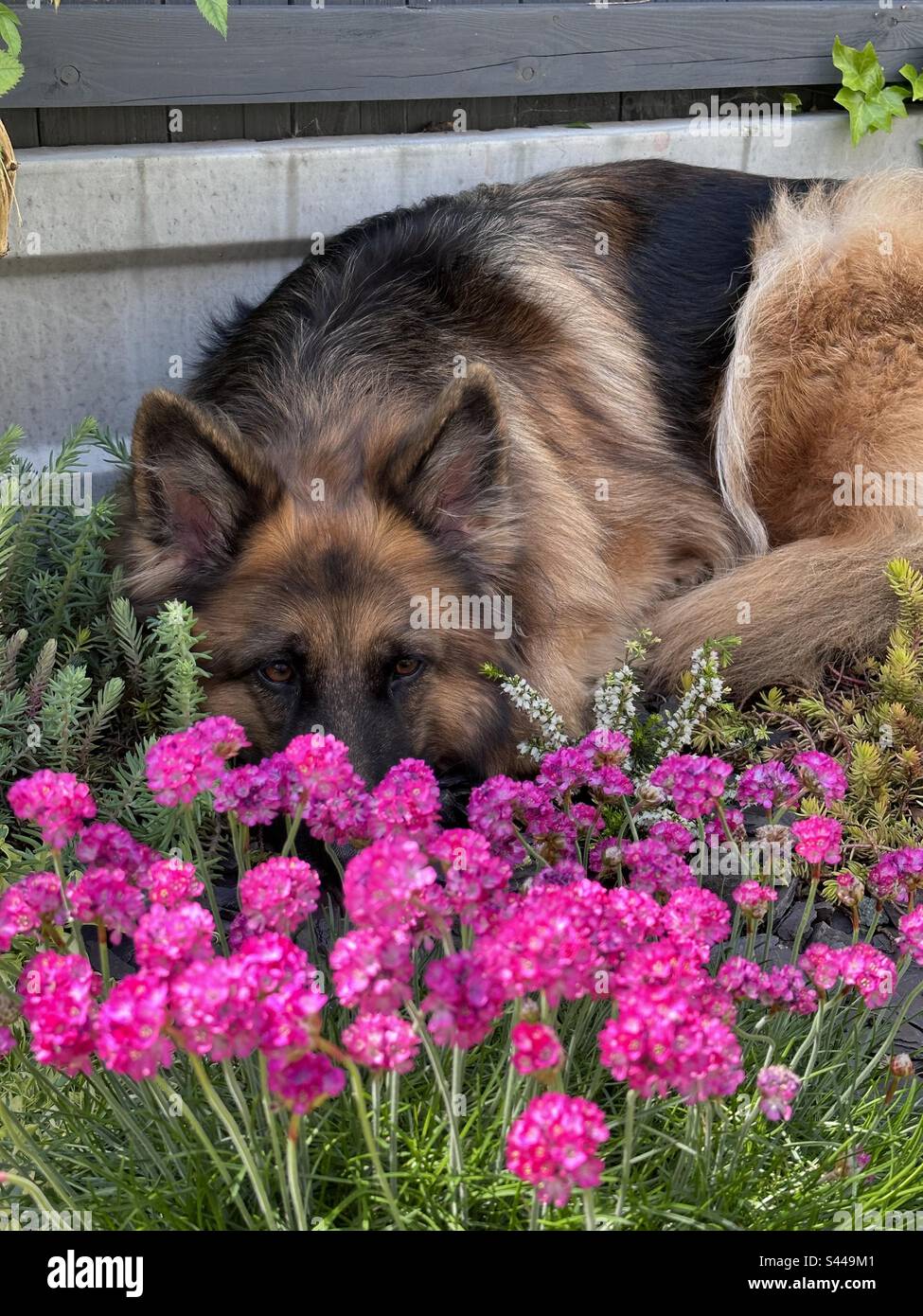 German shepherd flowers hi-res stock photography and images - Alamy