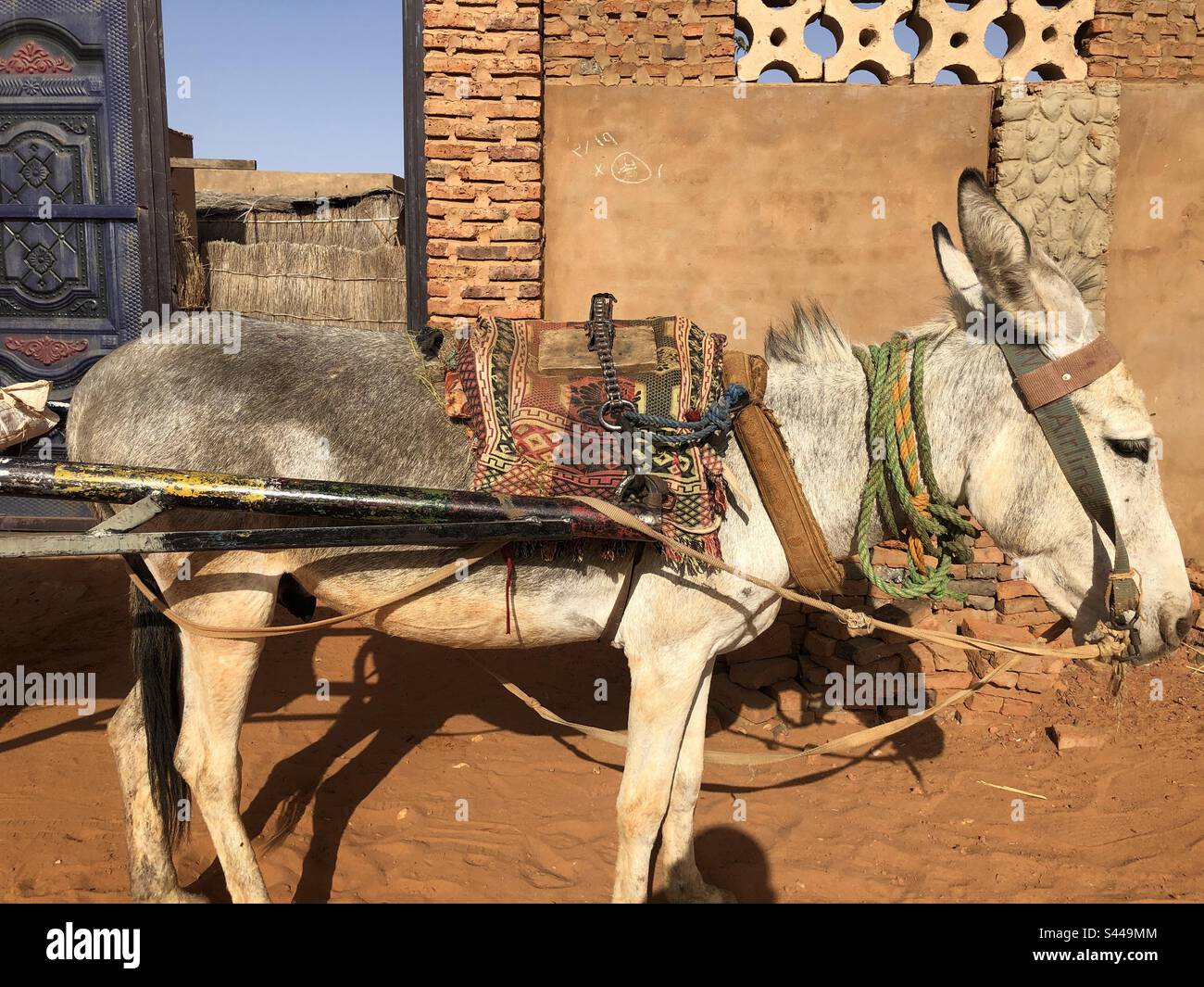 Donkey car window hi-res stock photography and images - Alamy