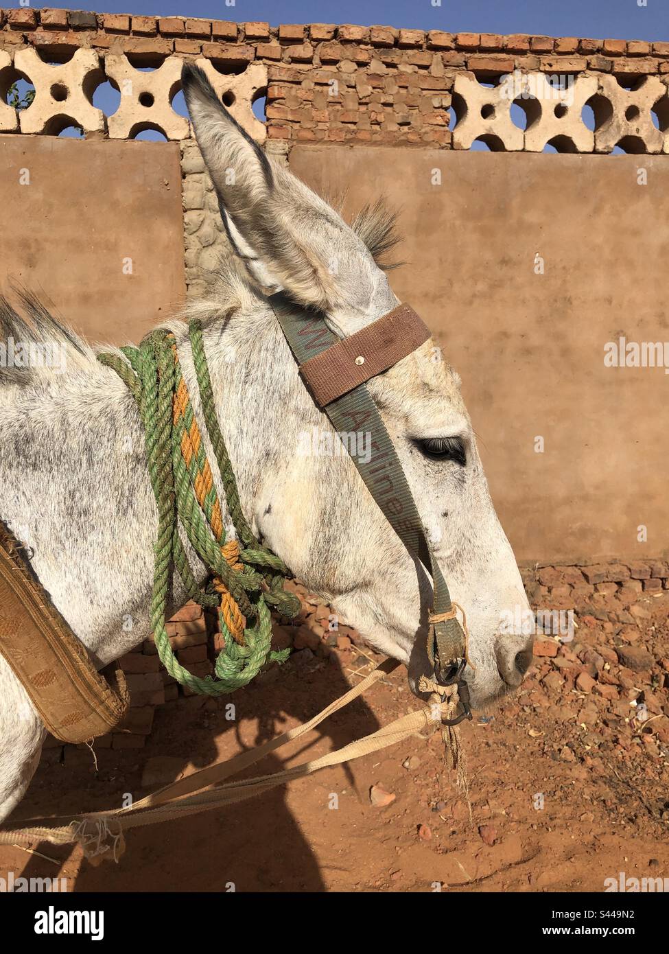 White donkey with cart Stock Photo - Alamy