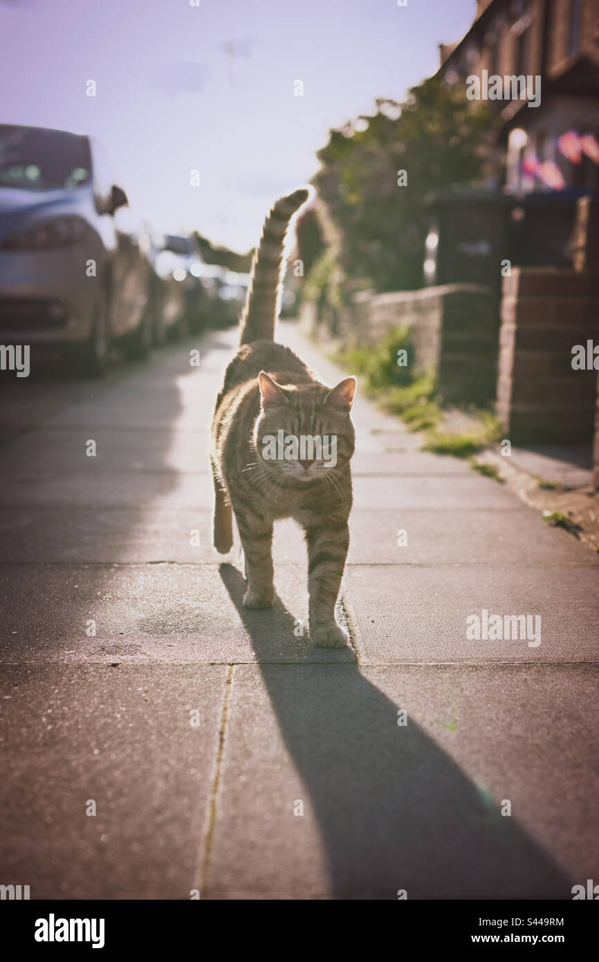 A ginger cat strolls casually down the pavement in London Stock Photo ...