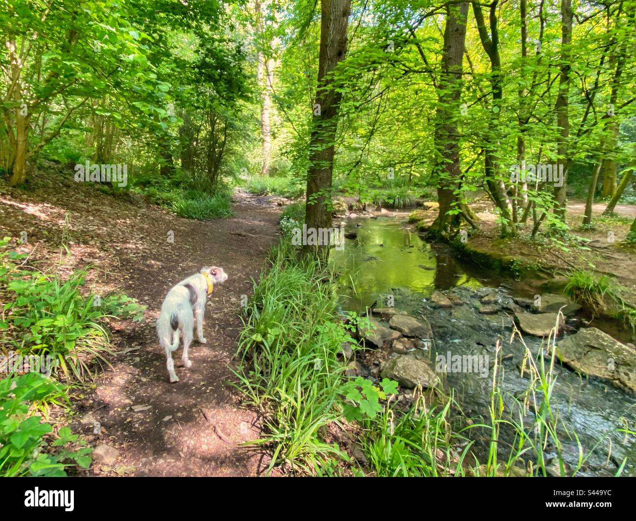 Dog in woods by a stream at Blaise estate, Westbury on trym, Bristol ...