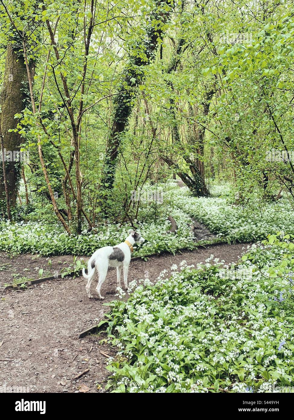 Wild garlic uk dog hi-res stock photography and images - Alamy