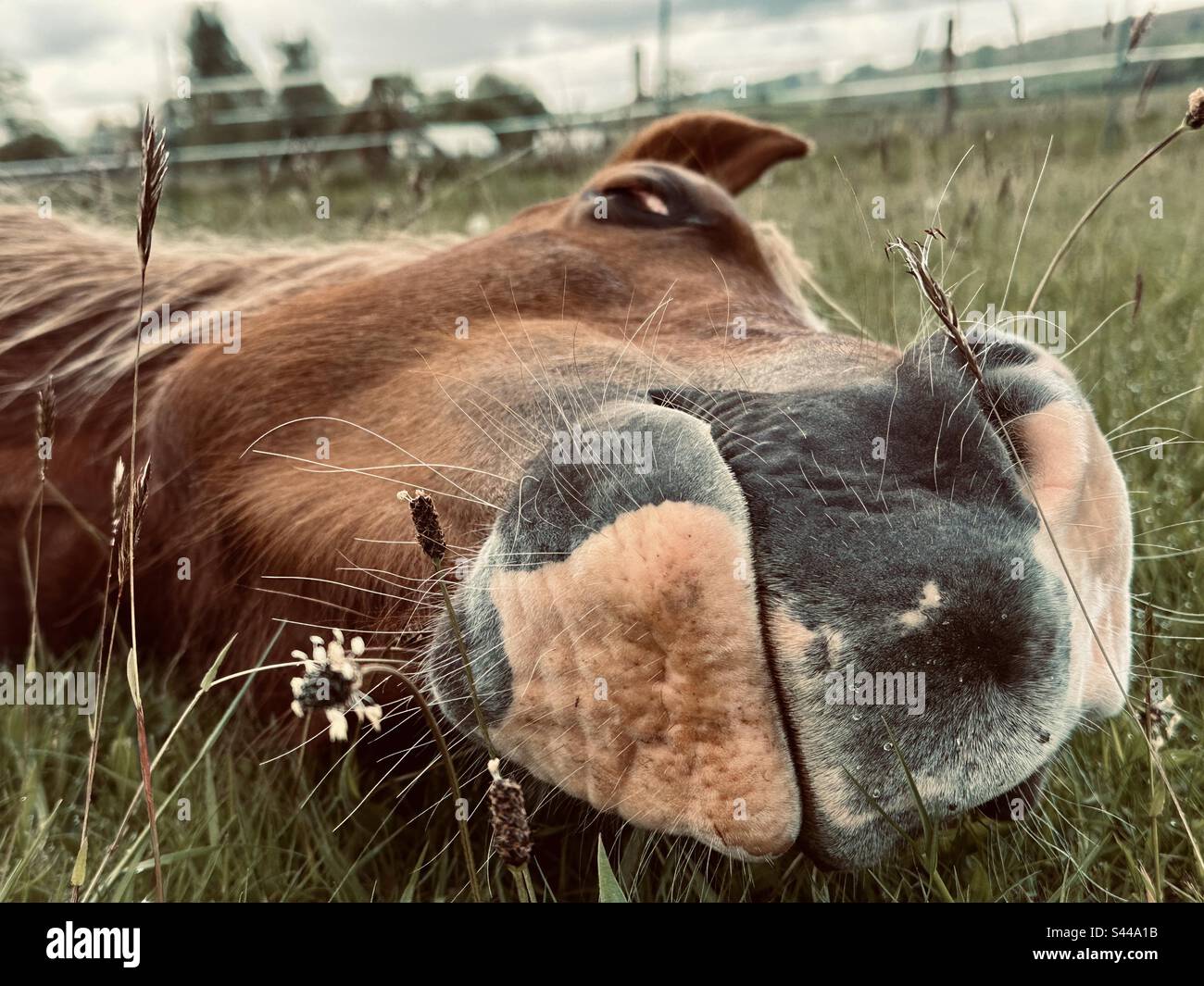 Sleeping welsh pony hi-res stock photography and images - Alamy