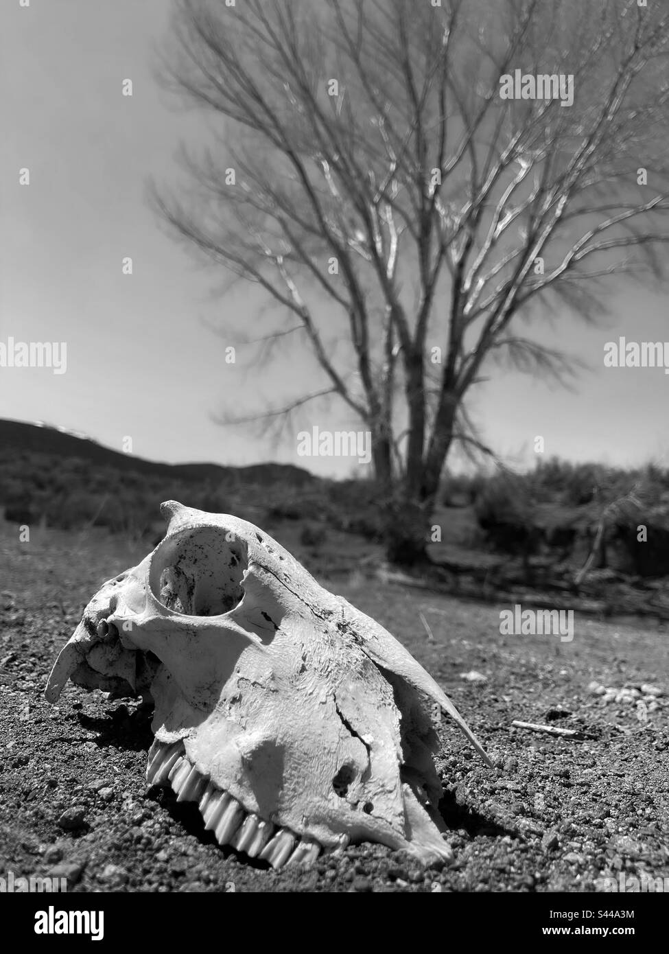 Desert skull hi-res stock photography and images - Alamy