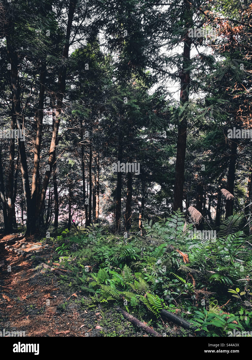 Taiwan forest hi-res stock photography and images - Alamy