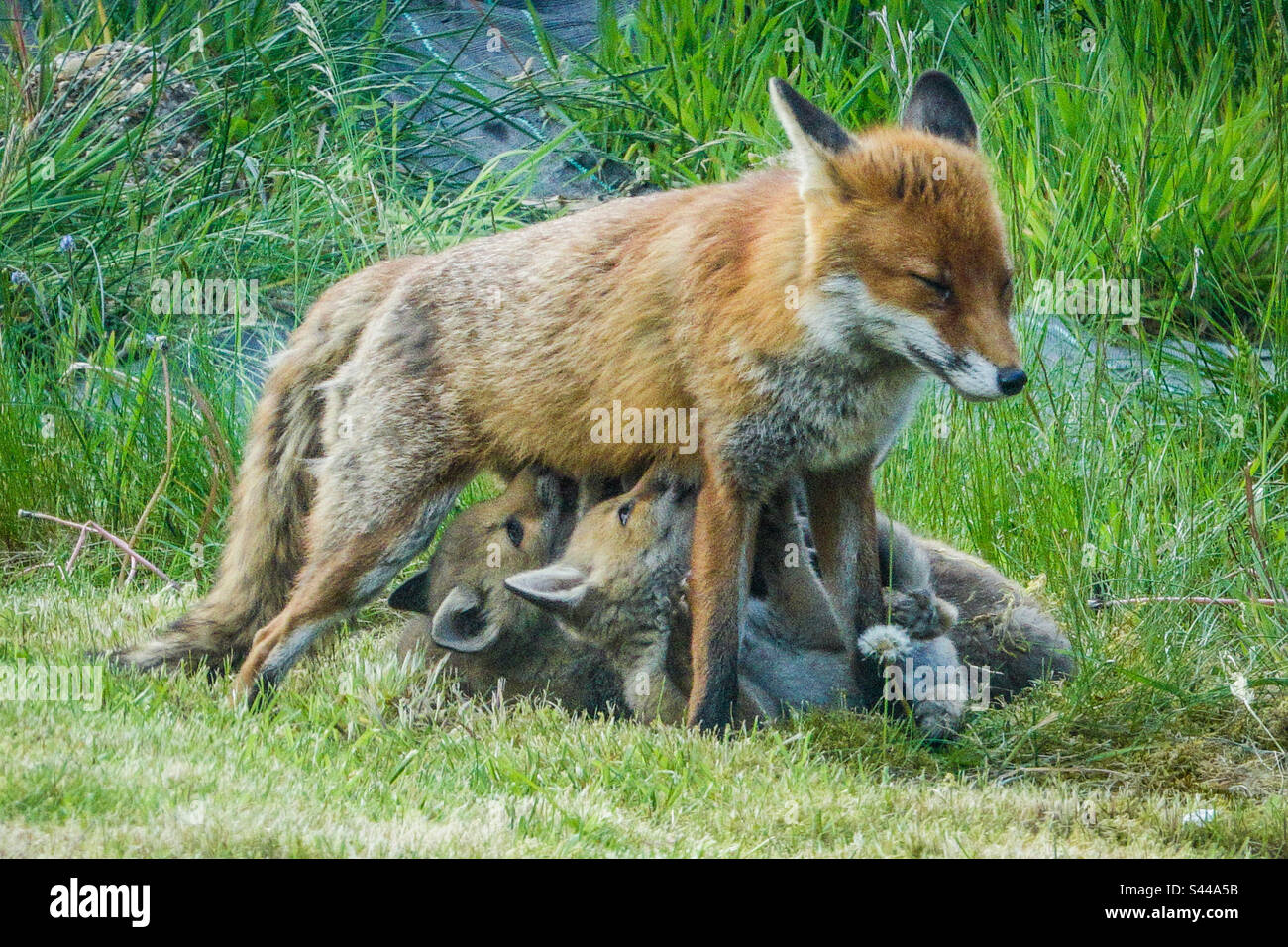 Vulpes vulpes nursing hi-res stock photography and images - Alamy