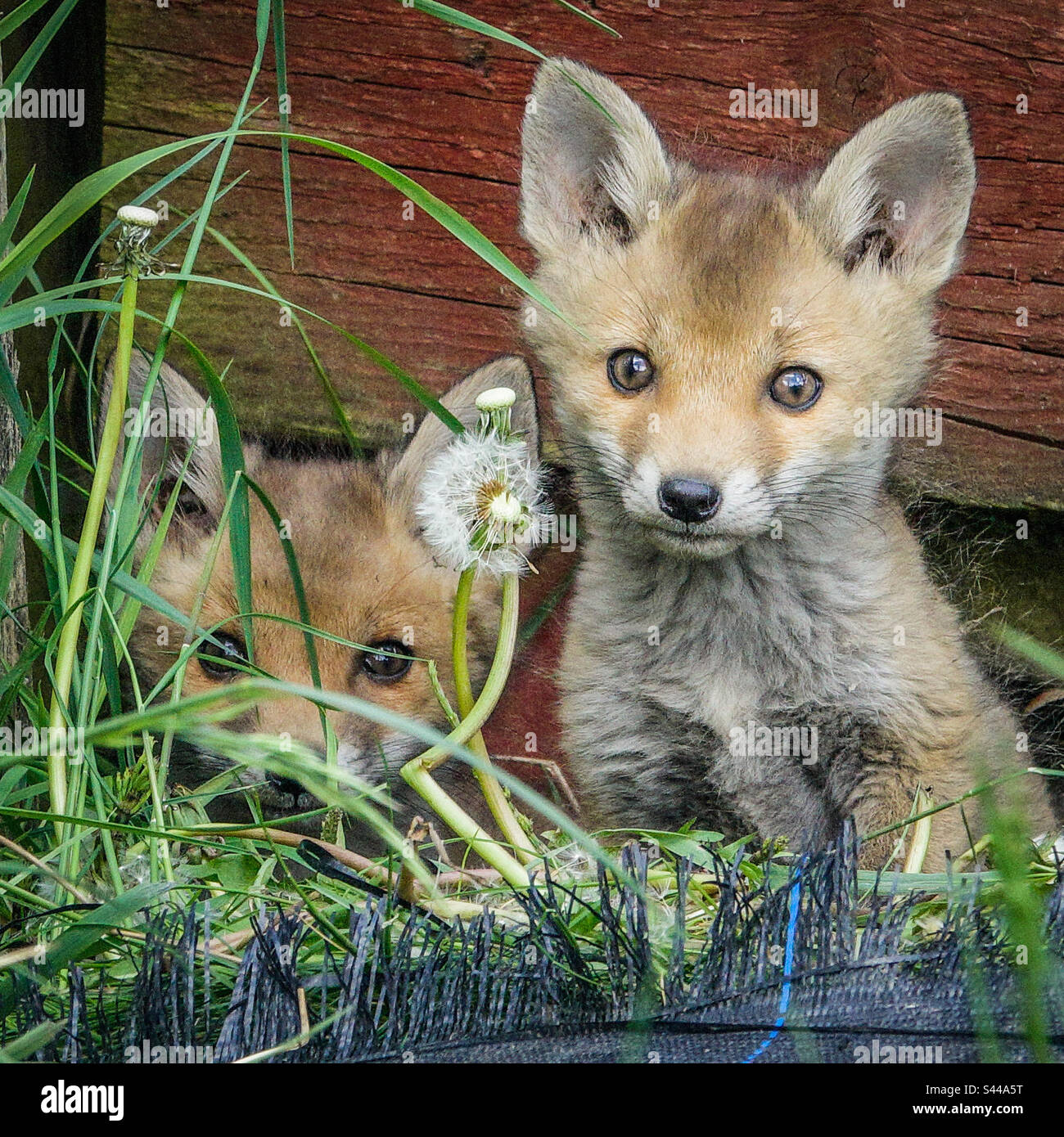 Urban foxes - Two young fox cubs peak out from their den in a suburban ...