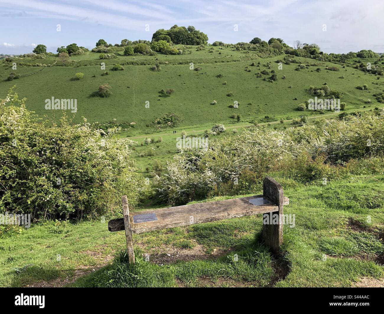 Bench view of St Catherine's Hill Nature Reserve in springtime ...