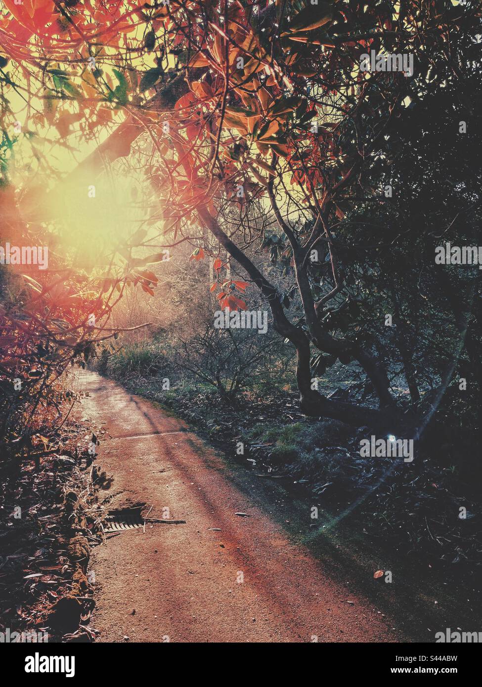 Garden path leading to the light Stock Photo - Alamy