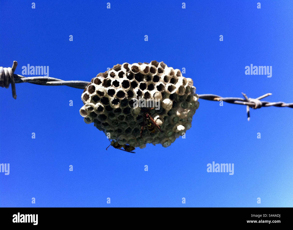 Wasp nest on wire Stock Photo - Alamy