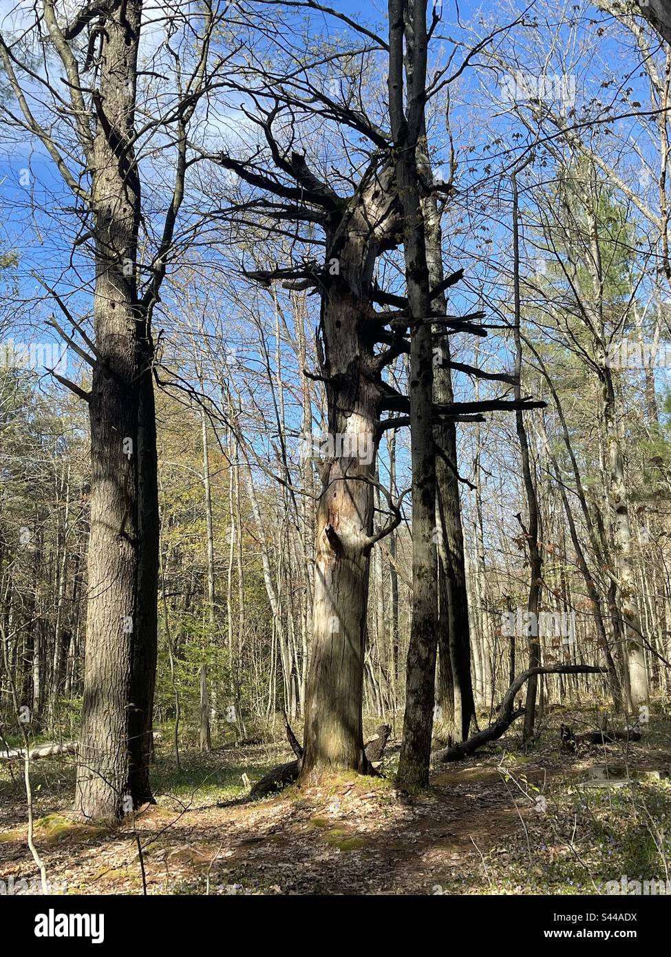 Strange tree hi-res stock photography and images - Alamy