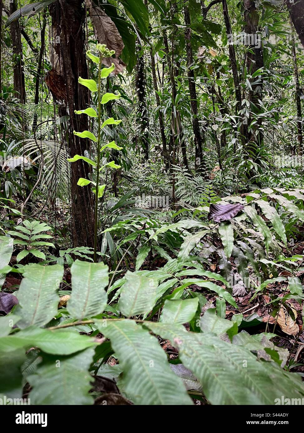 View of the natural environment of a tropical forest with its ecosystem ...