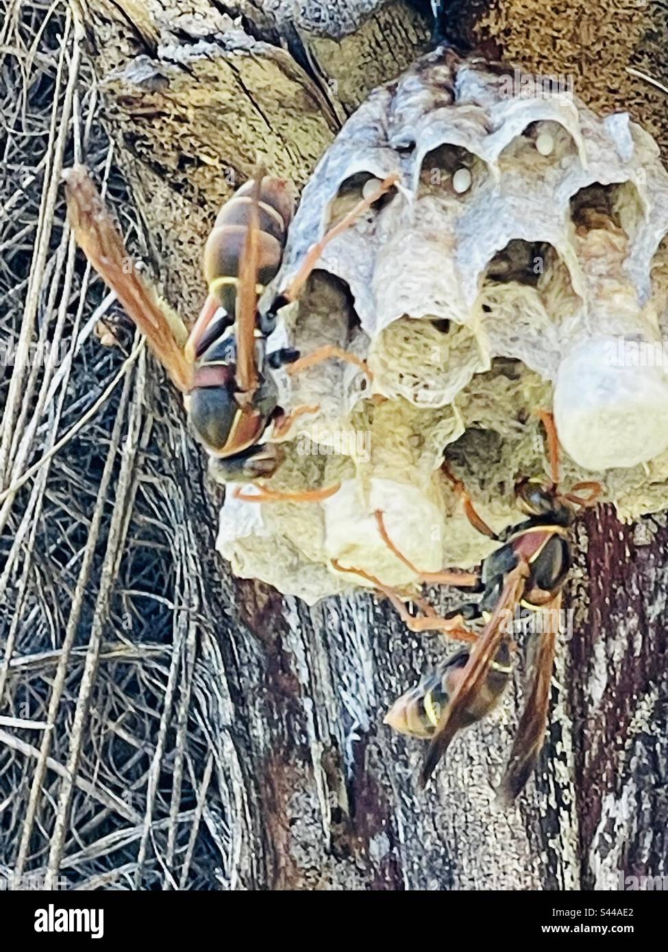 Wasp hive hi-res stock photography and images - Alamy