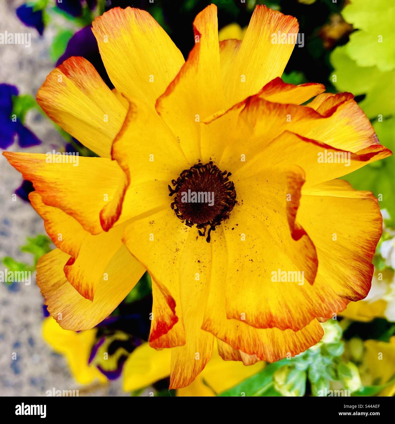 Fiery flower petals hi-res stock photography and images - Alamy