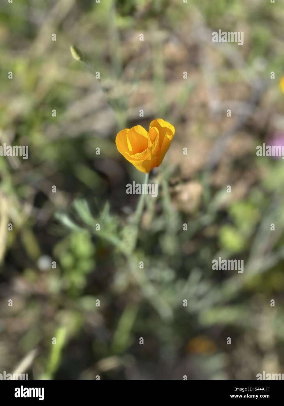Bright yellow California poppy, wildflower, Arizona, portrait mode ...
